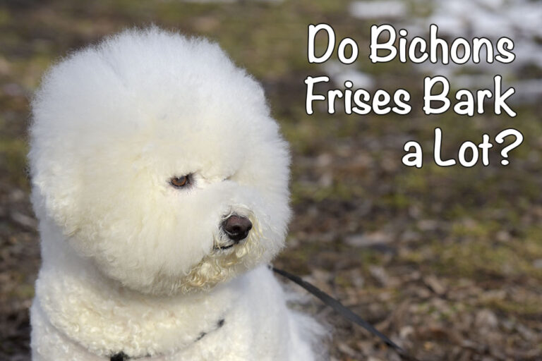 Do Bichon Frise Bark a Lot? - Bichon World