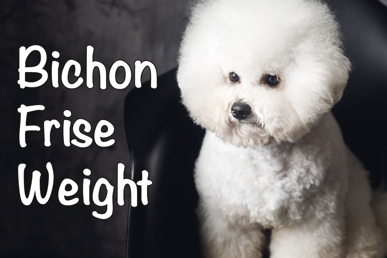 How Much Should A Bichon Frise Weigh Bichon World How Much Should A Bichon Frise Weigh Bichon World