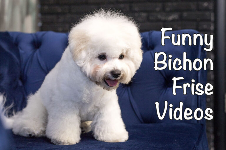 9 Funniest Bichon Frise Videos - Bichon World