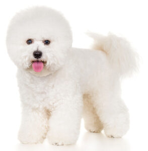 Cavachon (Bichon Frise x Cavalier King Charles Spaniel Mix): All You ...