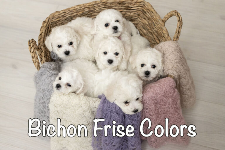 Bichon Frise Colors: All You Need to Know - Bichon World