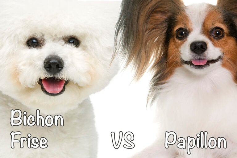 Bichon Frise vs. Papillon: Which Breed to Get? - Bichon World