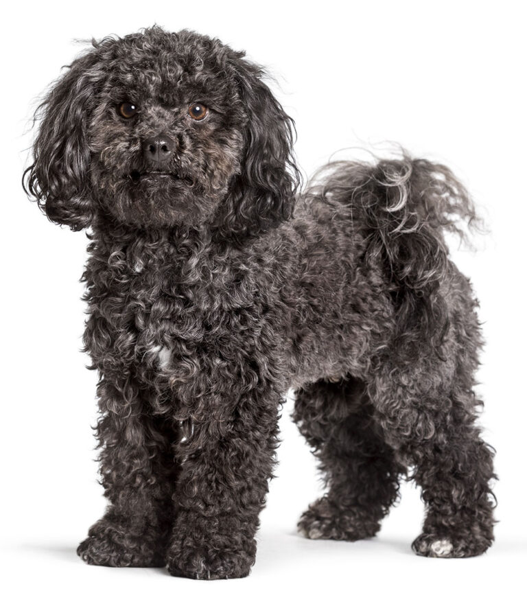 Types of Bichon Dog Breeds: All You Need to Know - Bichon World