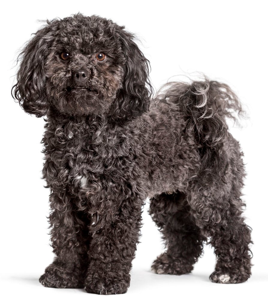 Types of Bichon Dog Breeds: All You Need to Know - Bichon World