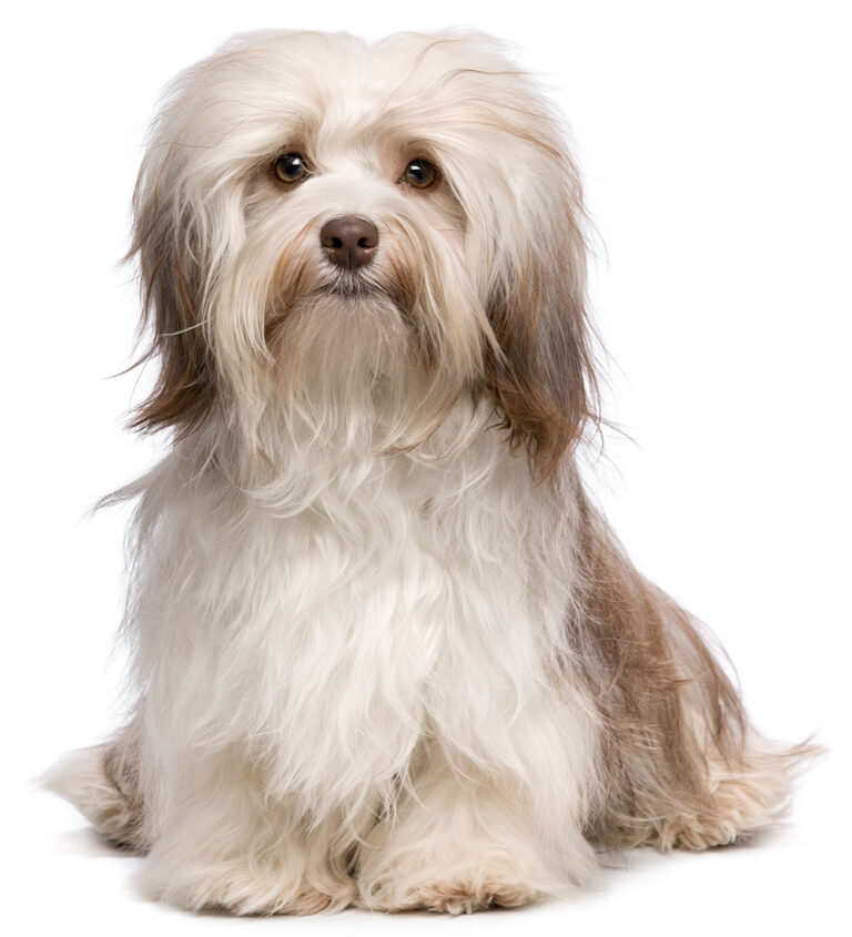 Types of Bichon Dog Breeds: All You Need to Know - Bichon World