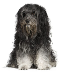 Types of Bichon Dog Breeds: All You Need to Know - Bichon World