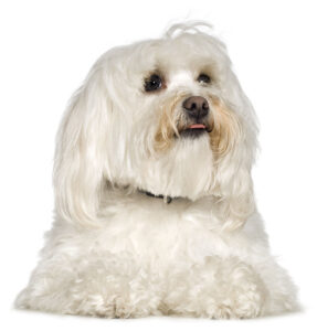 Types of Bichon Dog Breeds: All You Need to Know - Bichon World