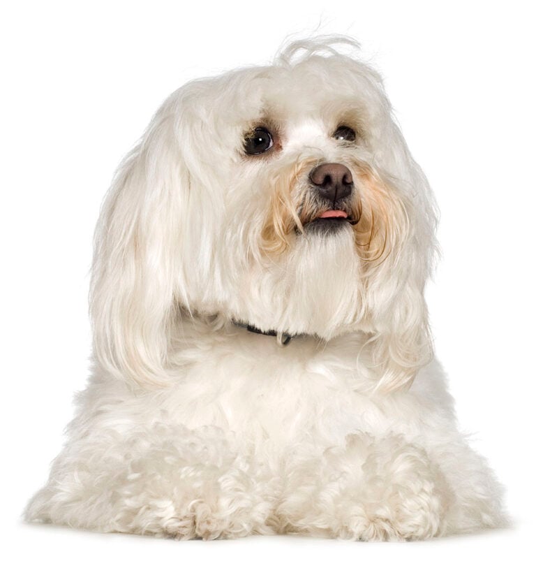Types of Bichon Dog Breeds: All You Need to Know - Bichon World