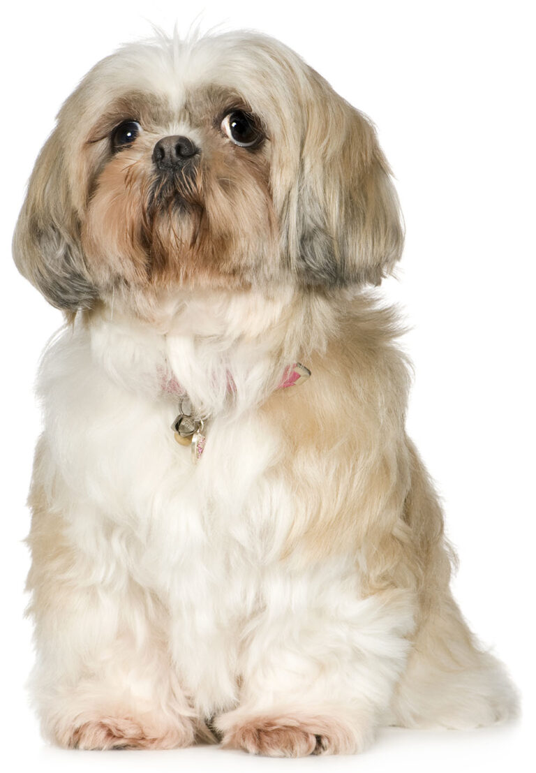 Shichon (Bichon Frise x Shih Tzu Mix): All You Need to Know - Bichon World