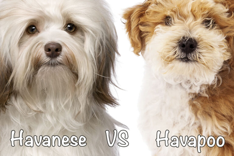 Bichon World - All you need to know about Bichons.