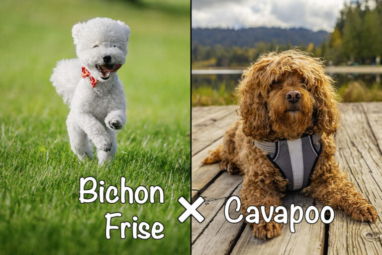 Cavapoochon (Bichon Frise x Cavalier x Poodle Mix): All You Need to ...