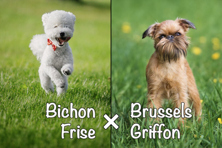 Griffichon (Bichon Frise x Brussels Griffon Mix): All You Need to Know ...
