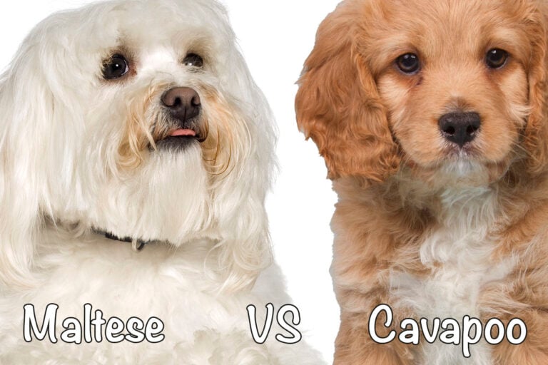 Maltese vs. Cavapoo: Which Breed to Get? - Bichon World