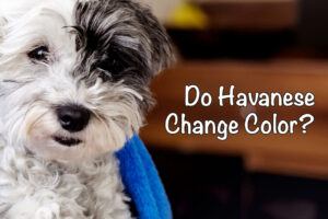 Havanese Color Change: Should You Be Worried? - Bichon World