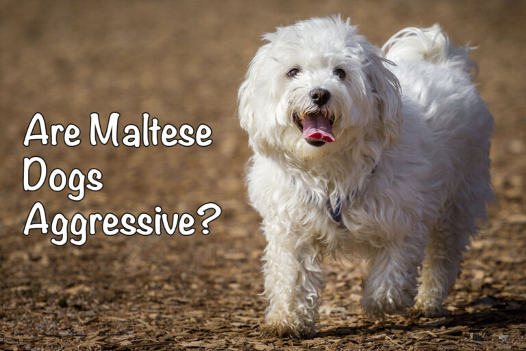 Are Maltese Dogs Aggressive? - Bichon World
