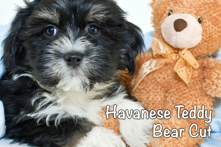 Havanese Teddy Bear Cut: All You Need to Know - Bichon World
