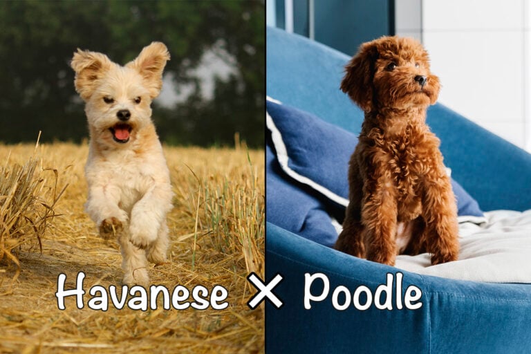 Havapoo (Havanese x Poodle Mix): All You Need to Know - Bichon World